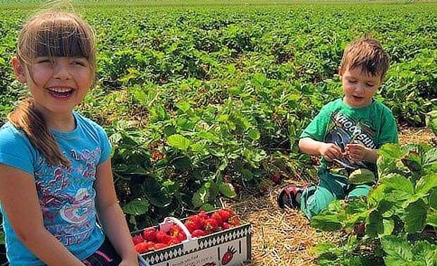 Erdbeerzeit in der Region: Selbst pflücken macht Spaß – Regio3